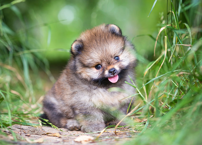13 süße Welpenbilder - YOUR DOG Hundemagazin