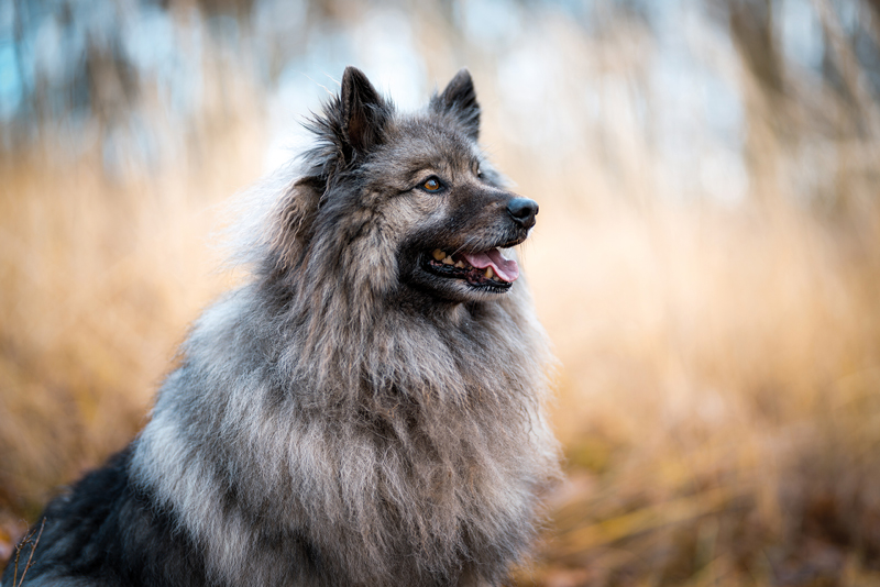 wolfsspitz – YOUR DOG Hundemagazin